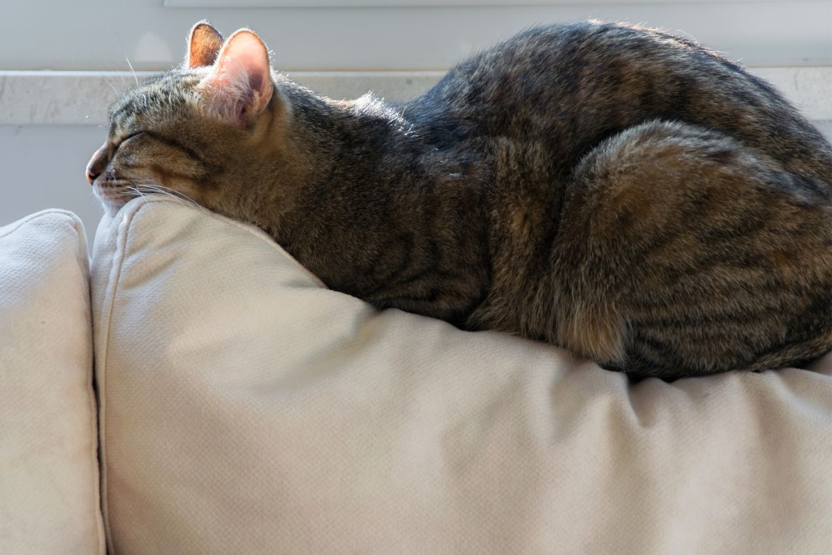 Decoding your cat's sleeping positions. What their naptime postures ...