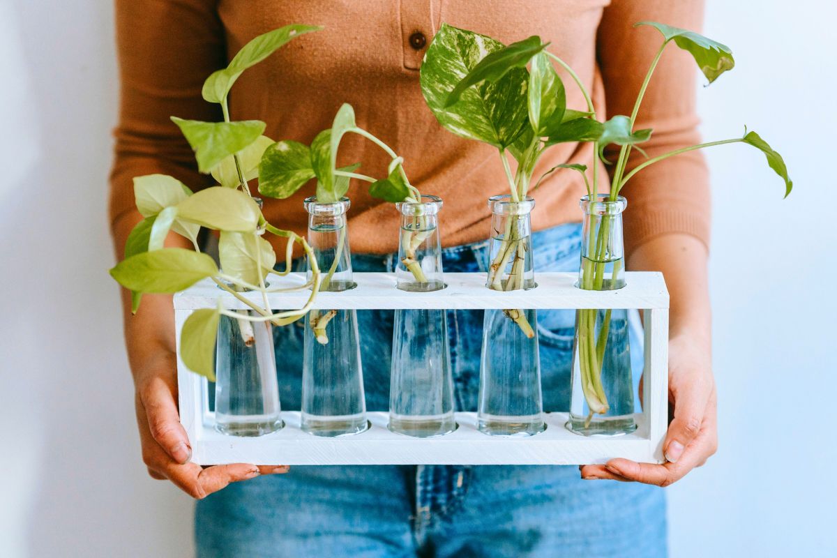 Meet Neo P1: The French ultra-plant that purifies air better than 30 ...