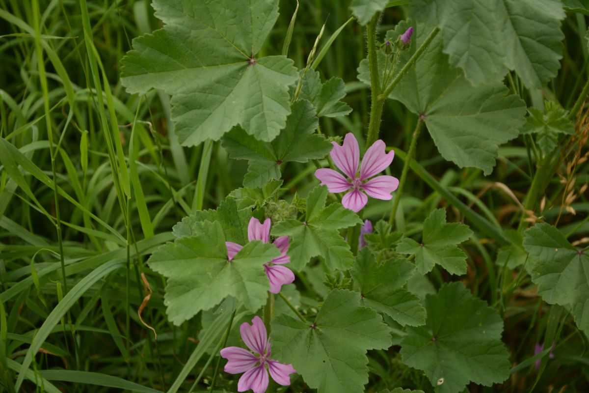 Tępimy na potęgę, myśląc, że to chwast. Nie mamy pojęcia, jak cennym i ...