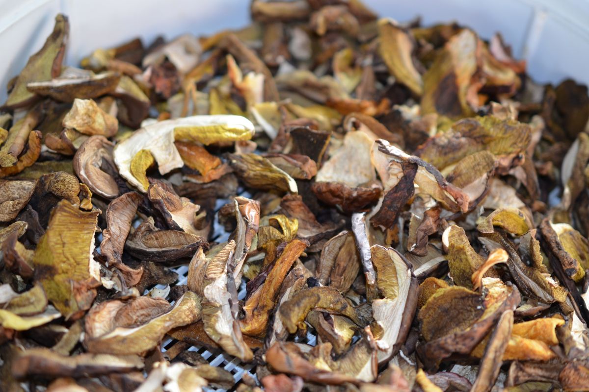 Which mushrooms to avoid drying: Expert tips for safe foraging