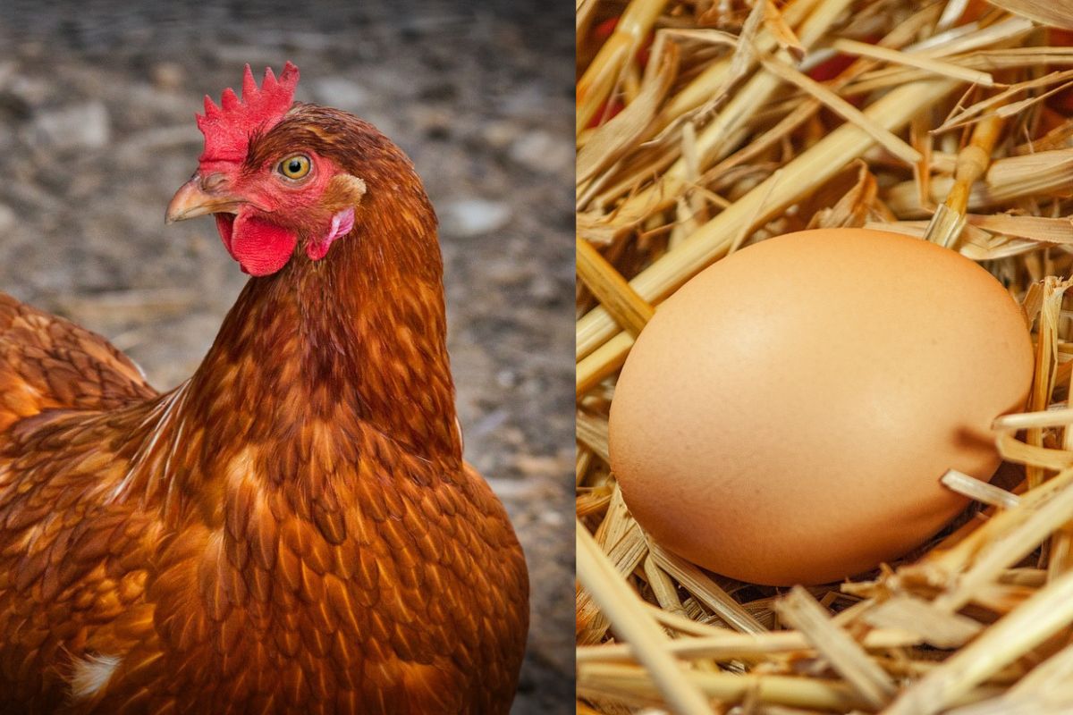 Eggs predate animals by a billion years, study reveals