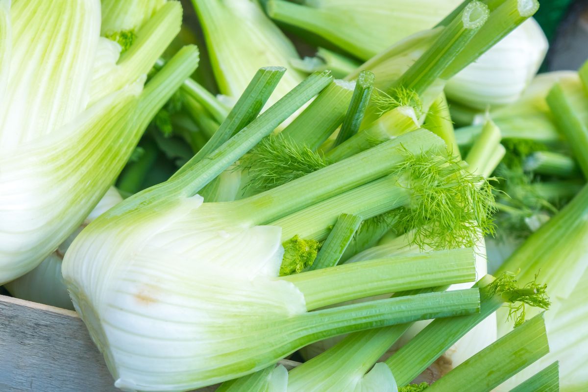 Discover the hidden benefits of fennel for your health