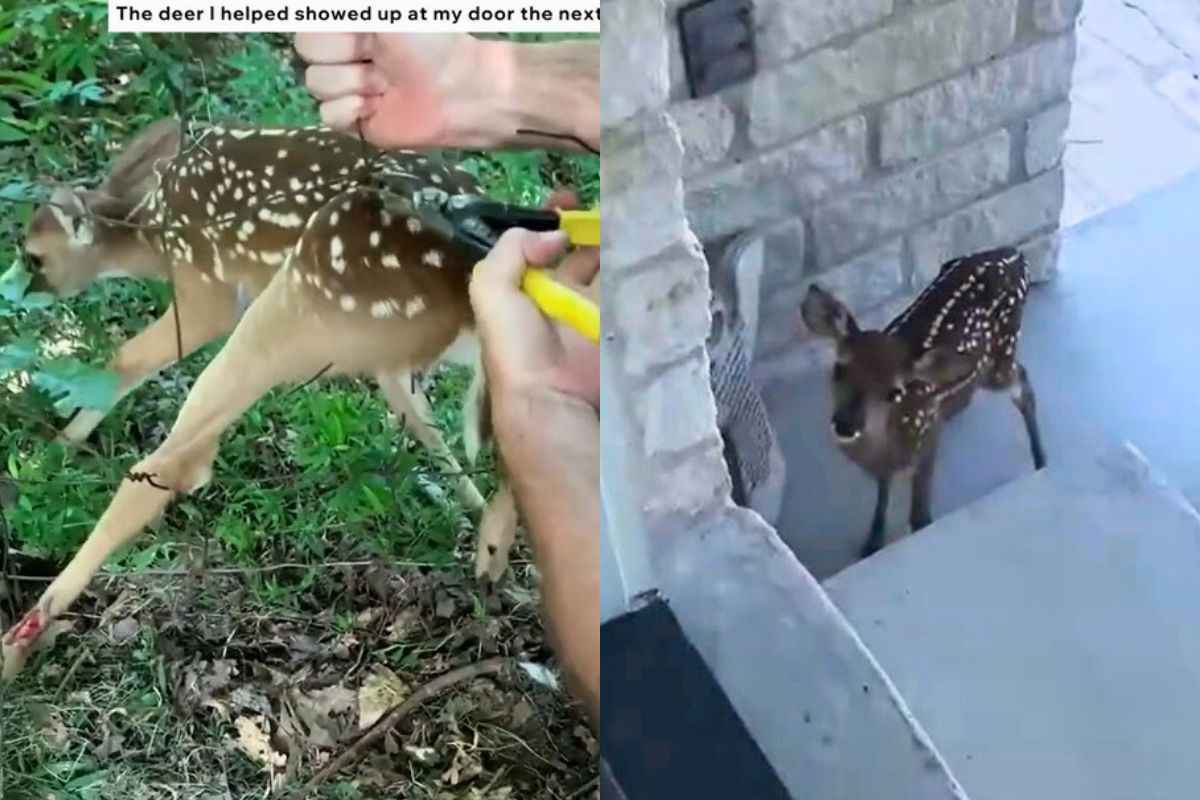 Rescued fawn becomes viral TikTok star, touching hearts worldwide