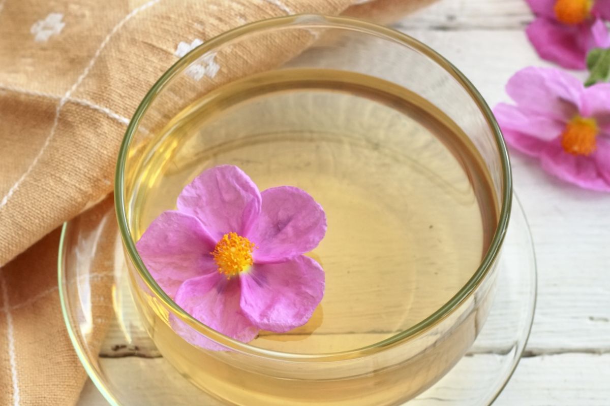 Rediscovering health with cistus tea: ancient beauty secret revealed