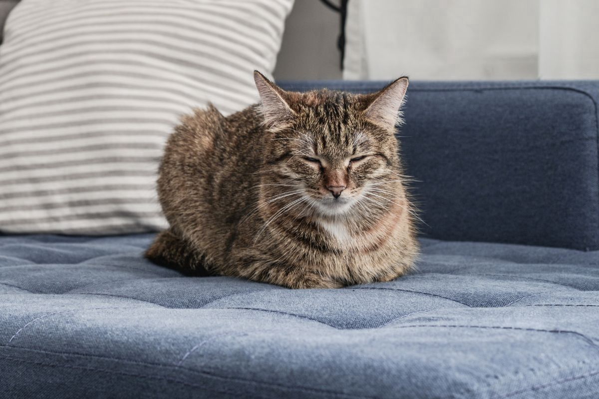Why your cat's 'loaf' position is more than just cute