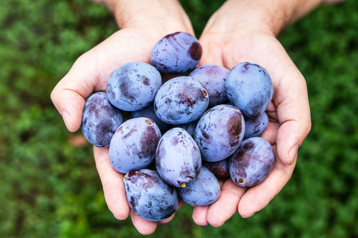 Plum season: The hidden benefits and how to choose the best fruit