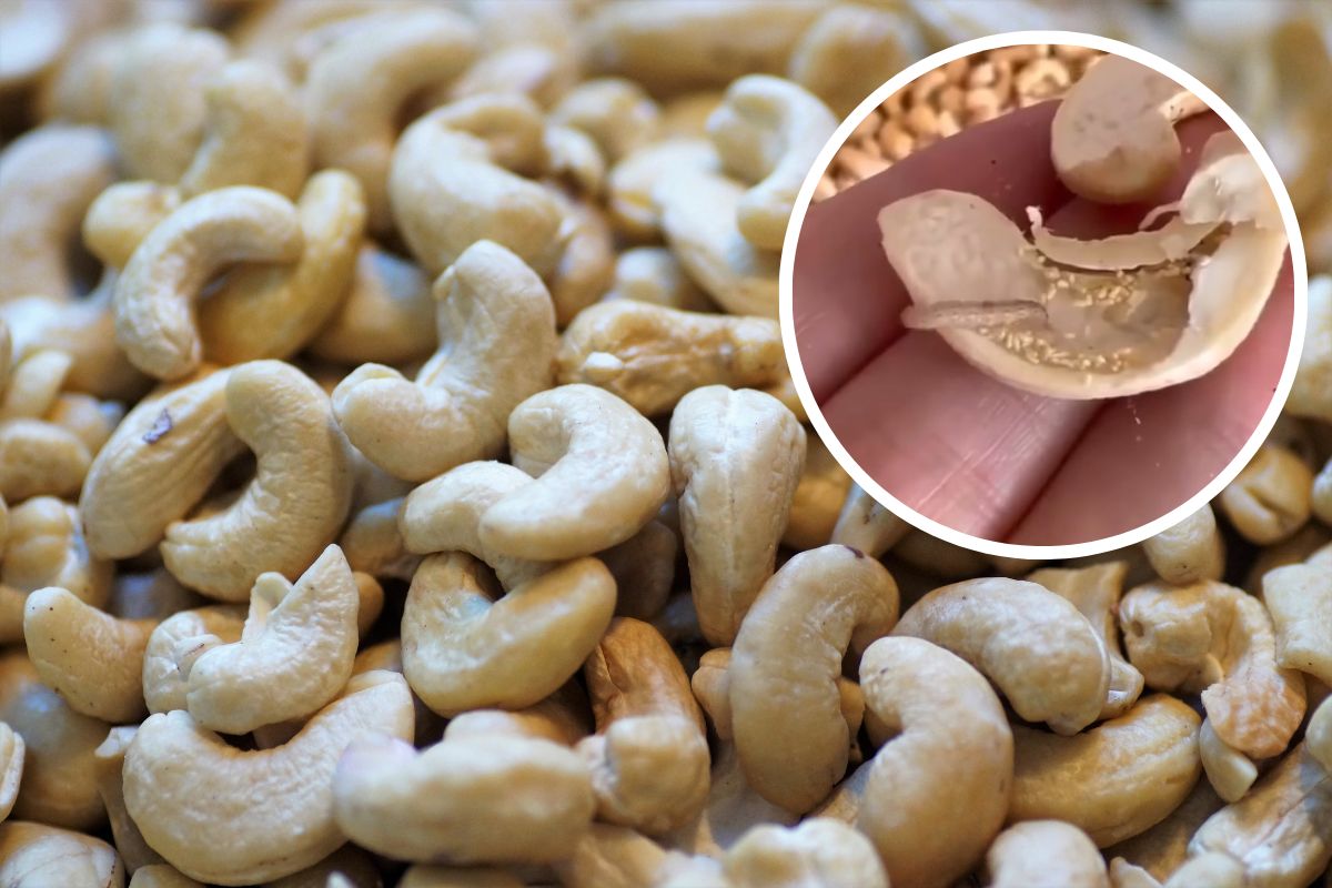Uninvited guests: What lurks inside your cashew nuts