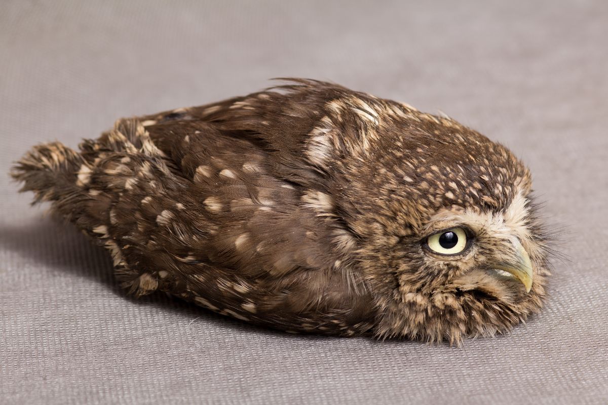 Exposing the nocturnal charm: Unusual sleeping habits of little owls