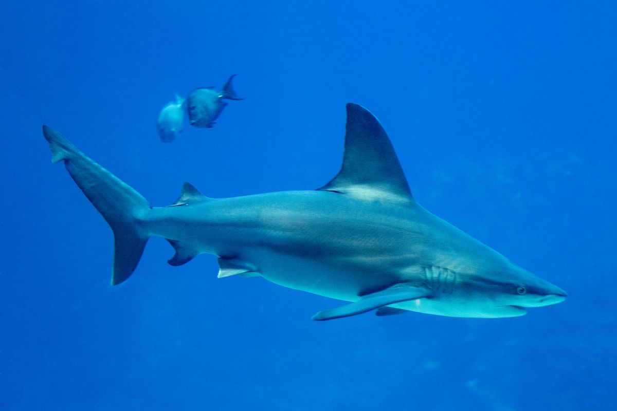 Bar jacks use sharks as stealth cover in hunting strategy