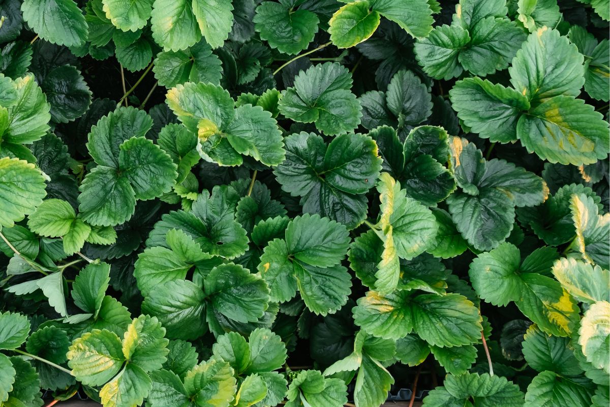 The overlooked benefits of strawberry leaves: A health treasure trove
