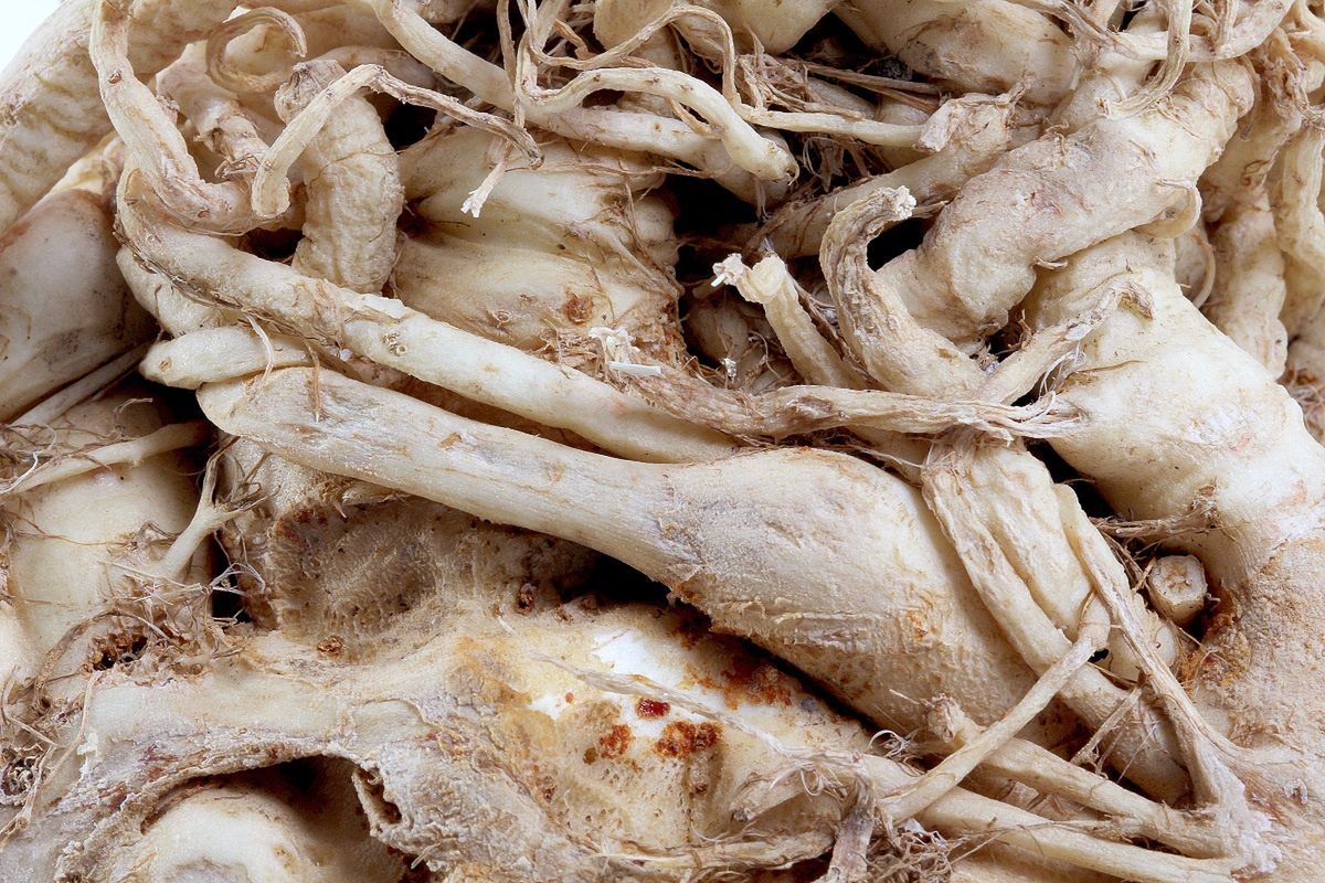 Celery root: The underrated champion of culinary versatility Celery root: The underrated champion of culinary versatility