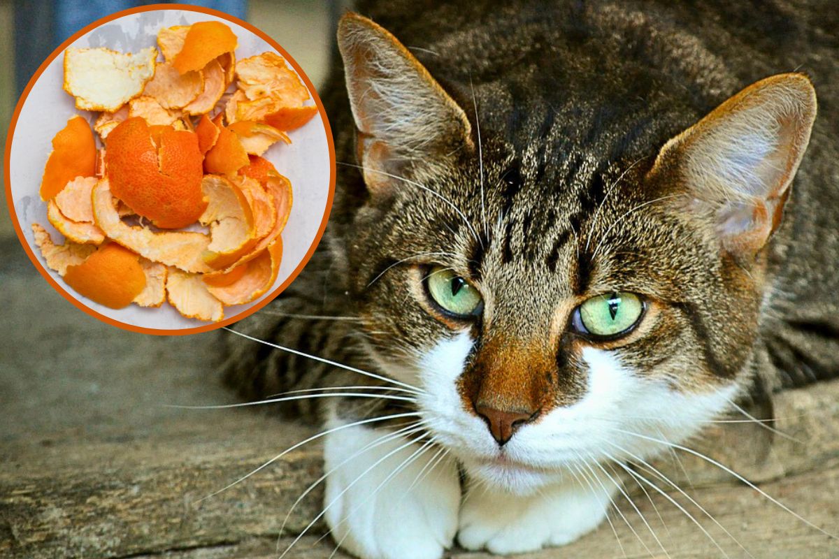 Unlock the surprising health benefits and ingenious uses of mandarin ...