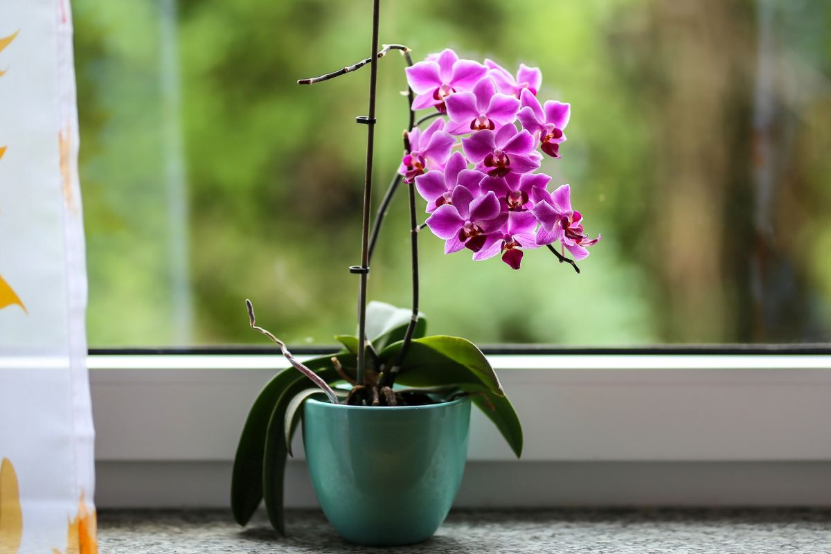 Homemade orchid nutrients: Secrets to lush blooms using garlic and beer