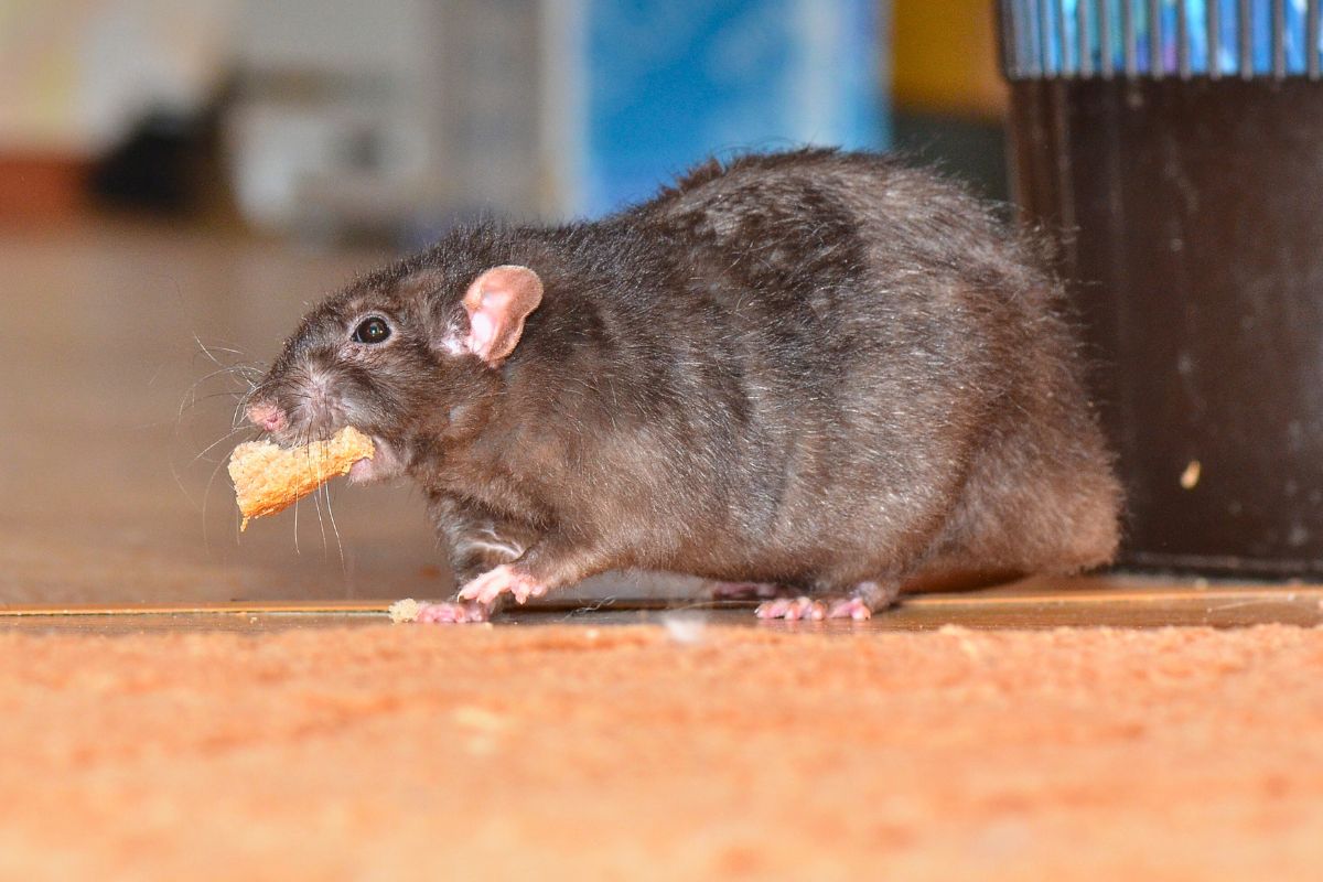 Harvard study finds surprising evidence. Rats are not only clean and ...