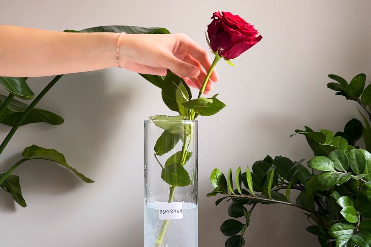 Triki na świeżość kwiatów pod lupą. Który działa najlepiej? Jest ...