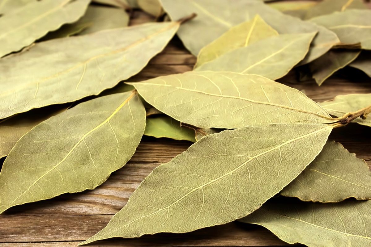 Unlock the hidden benefits of bay leaves: spice up your dishes, clean ...