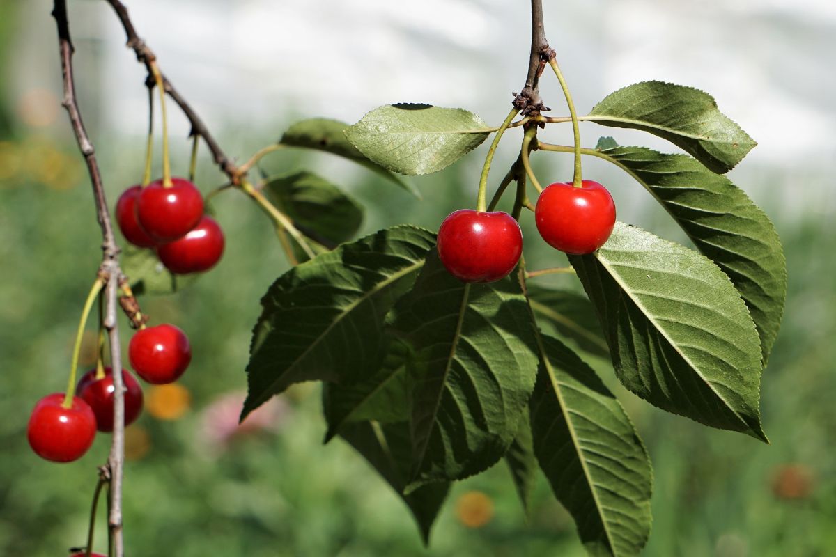 Understanding ripening: How to identify climacteric and non-climacteric ...