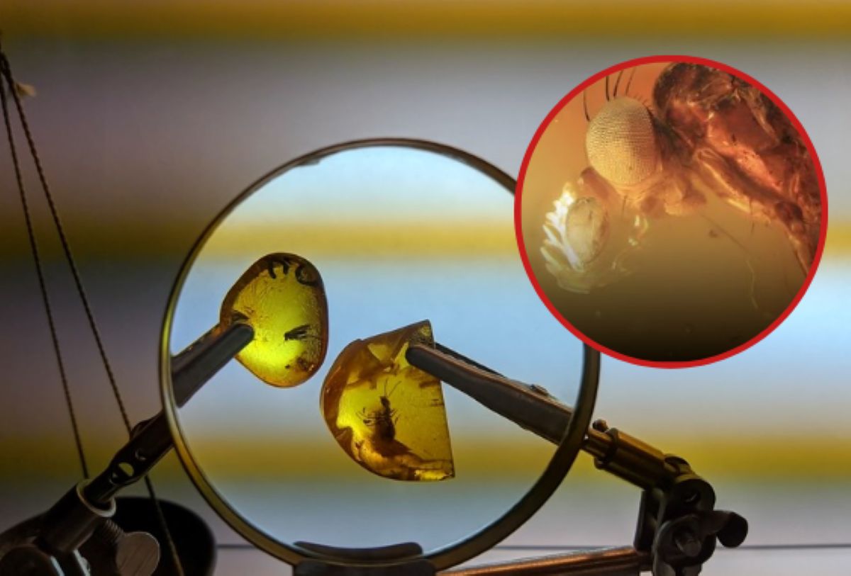 Ancient insect found in amber reveals surprising new species