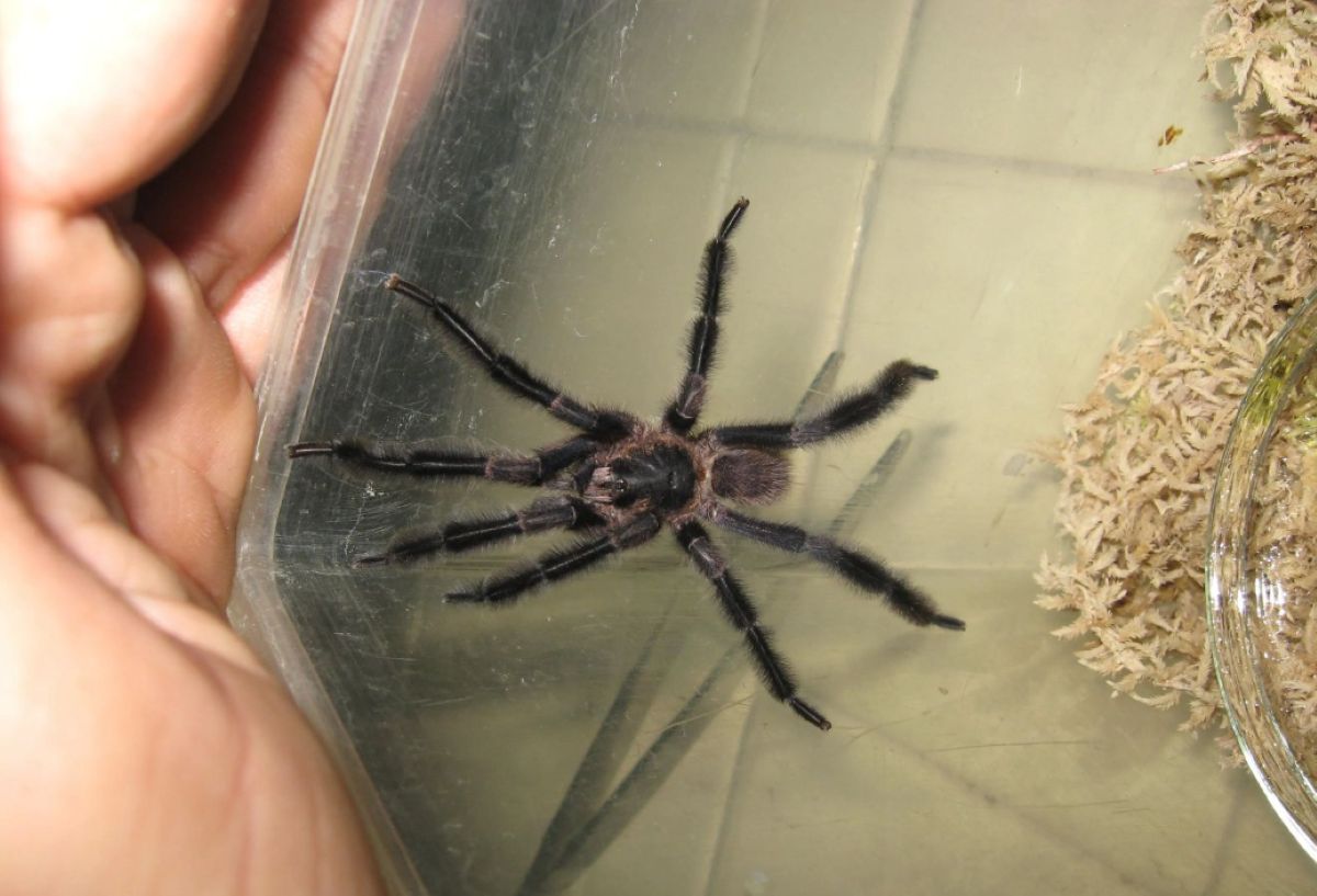 New tarantula species in Cuba faces extinction threat