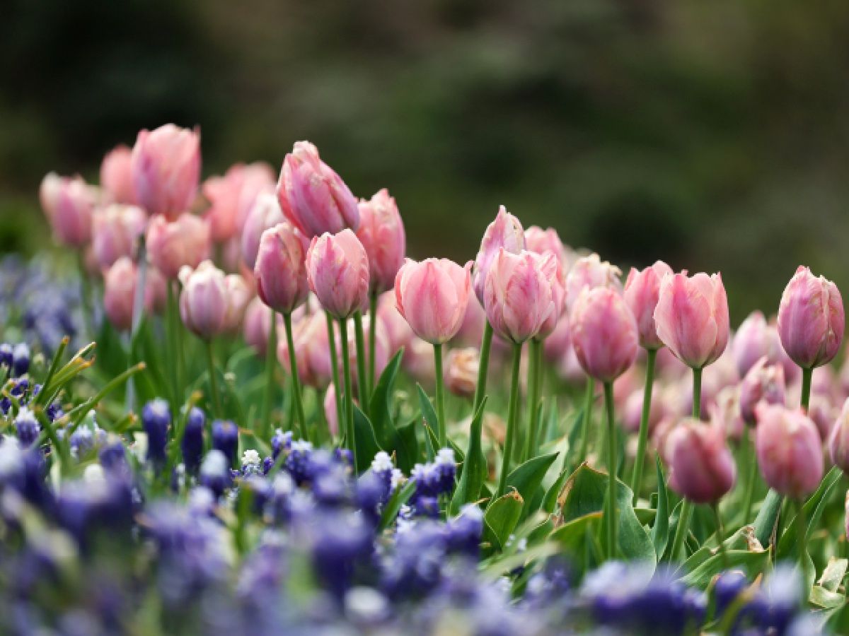 Nourish your tulips naturally: The power of yeast fertilizer