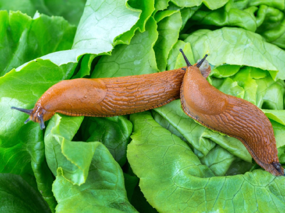 eco-friendly basalt powder: the natural solution to garden pests