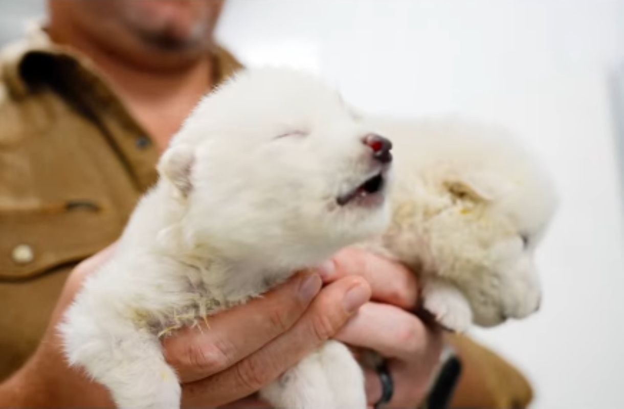 Genetically engineered 'Dire wolves' bring extinct species closer