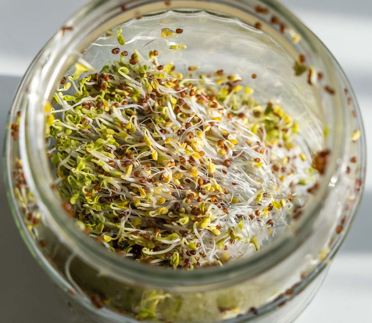 Broccoli sprouts: Tiny green warriors in the fight against intestinal ...