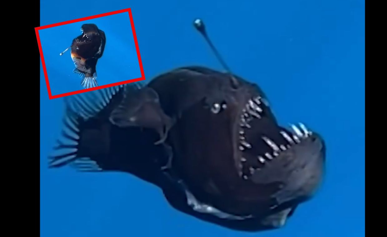Rare sea devil sighting near Tenerife leaves scientists awestruck