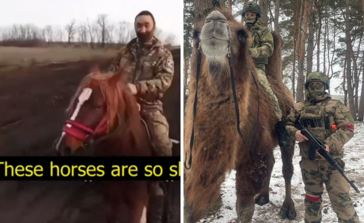 Russian military turns to camels and donkeys amid shortages