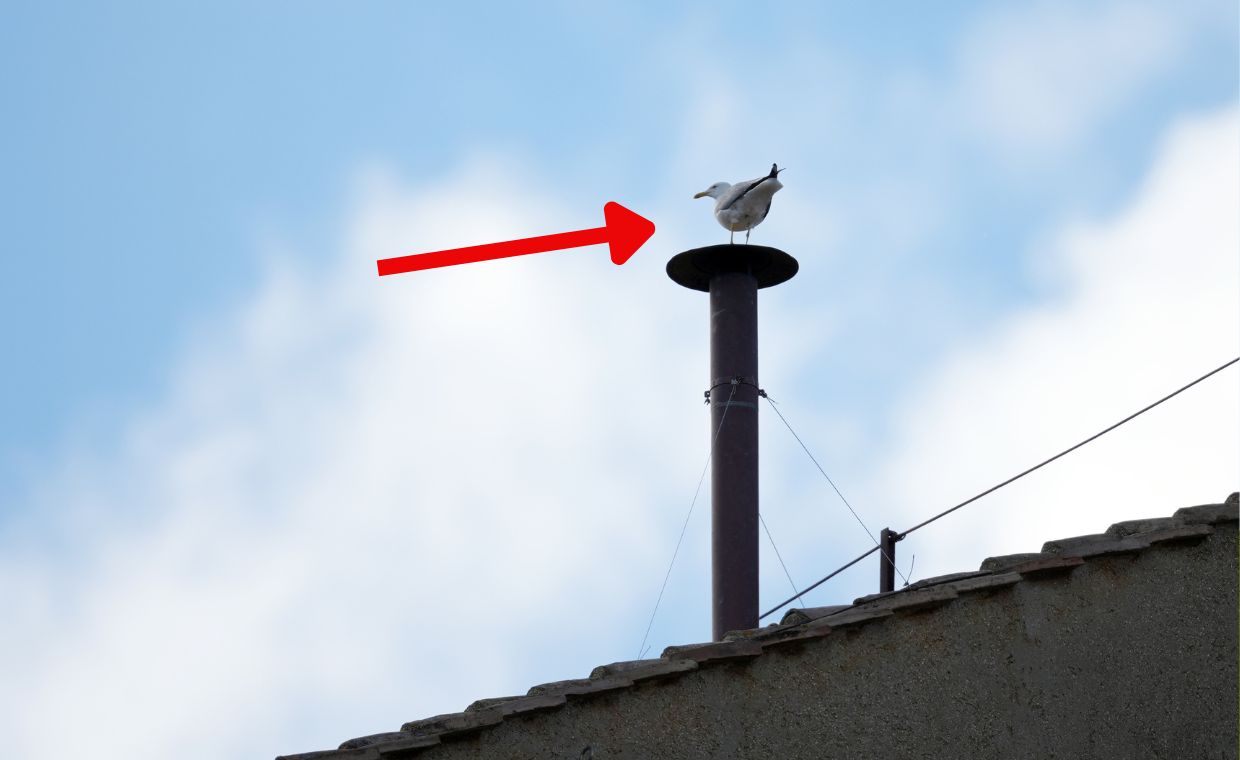 Möwe wird zum Star während der Papstwahl im Vatikan