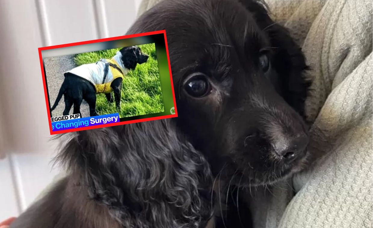 Pies z 6 nogami trafił do kliniki. Nazwali go "Ariel", bo przypomina ...