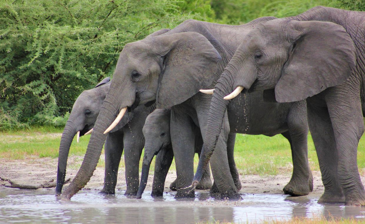 Elephants' protective circle during San Diego quake amazes experts