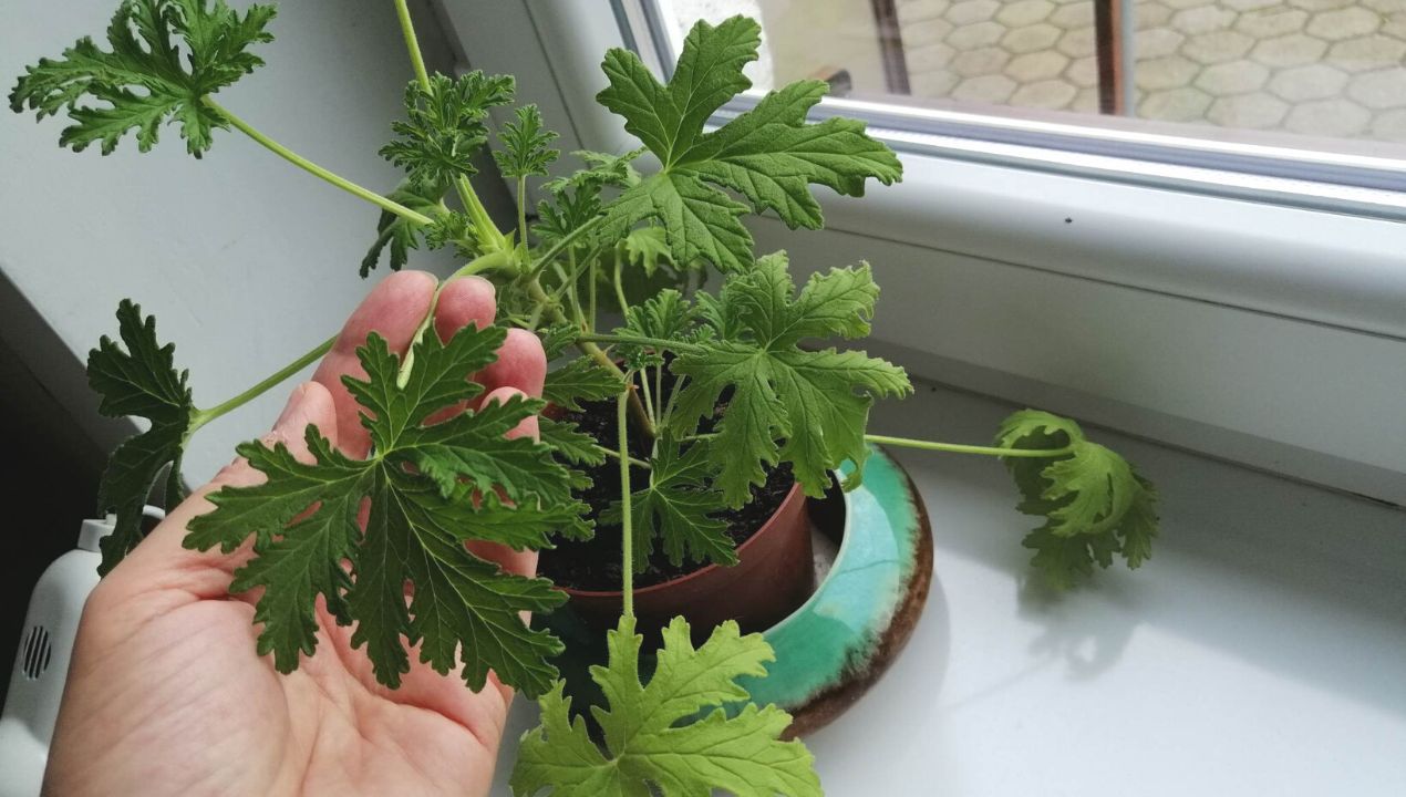 Anginka szybko rośnie, ale bujnie się rozkrzewi i będzie piękna, jeśli ...