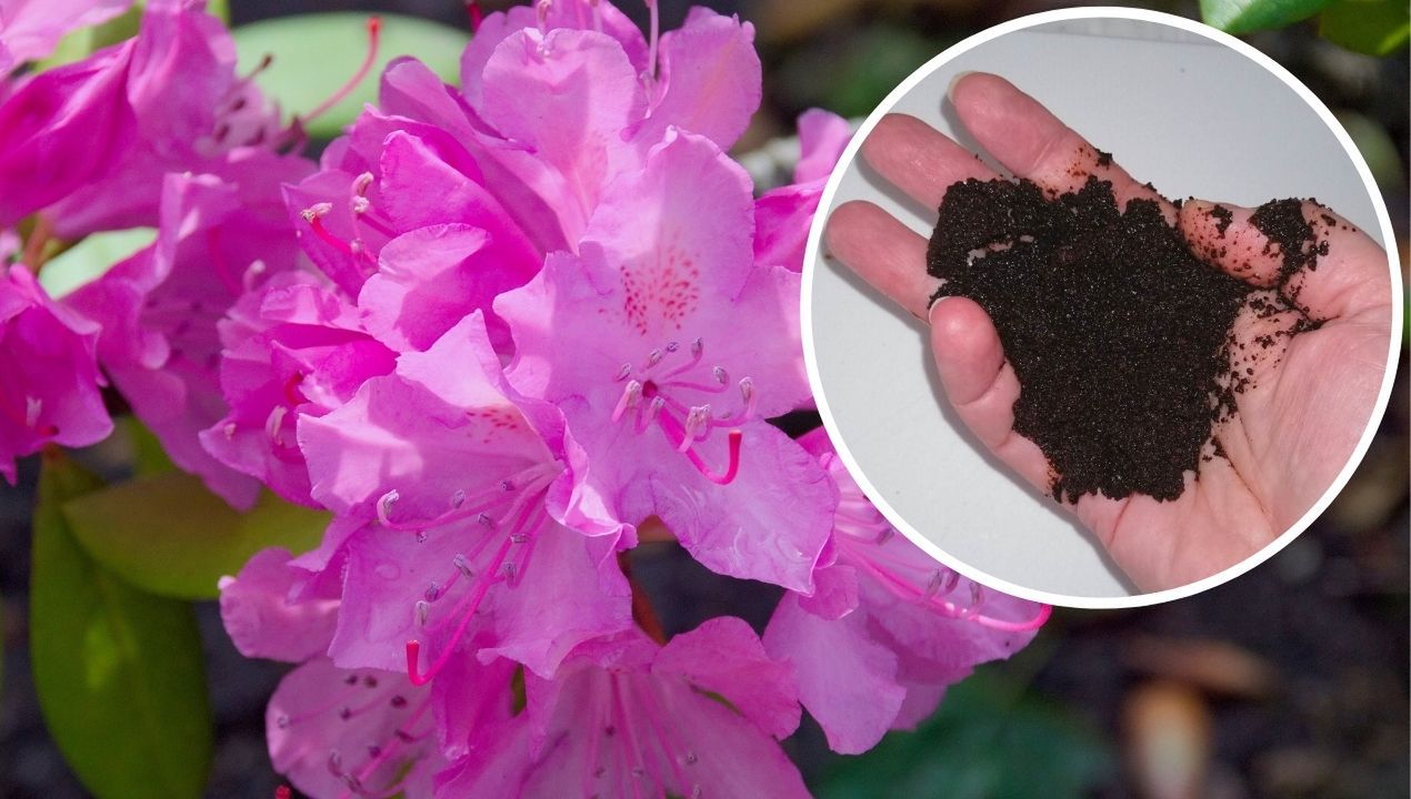 Podsyp tym rododendrony na wiosnę, a skutecznie zakwasisz ziemię ...