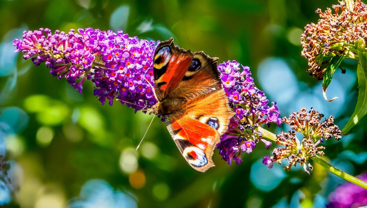 Motyle kochają ten krzew. Zasadź go w ogrodzie, a przyleci ich całe ...