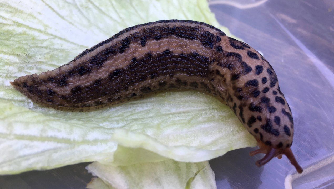 Ten ślimak ma dwa oblicza i może okazać się całkiem pożyteczny!