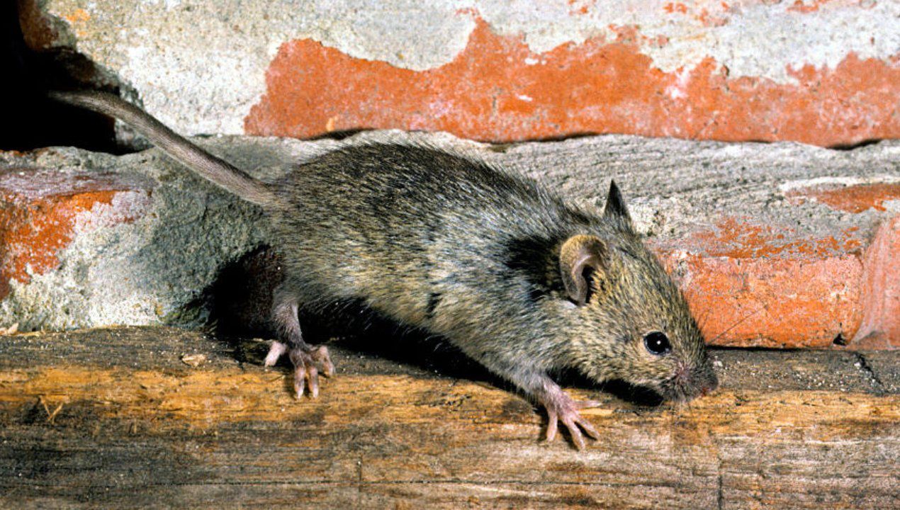 Zasadź w donicach i postaw na parapecie. Myszy nie zbliżą się do ...