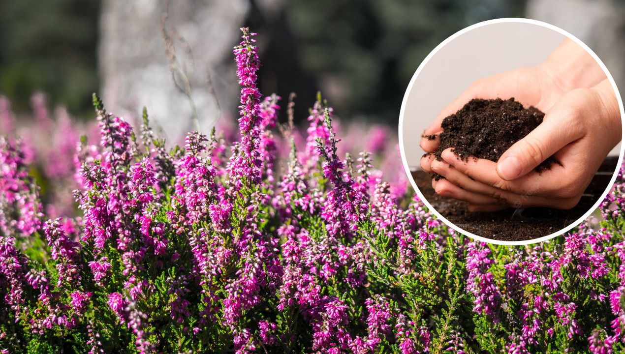 Sprinkle the Soil Around the Heather With This. It'll Grow Beautifully ...