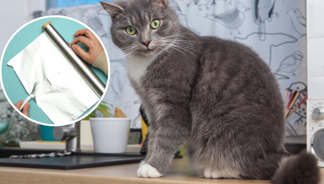 A Simple Trick to Discourage Your Cat from Climbing on Countertops and ...