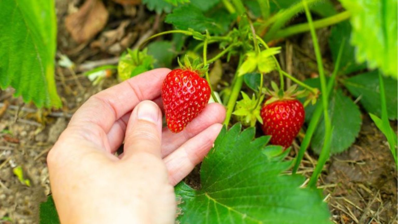 To idealny moment na wiosenne sadzenie truskawek. Owoce pojawią się już ...