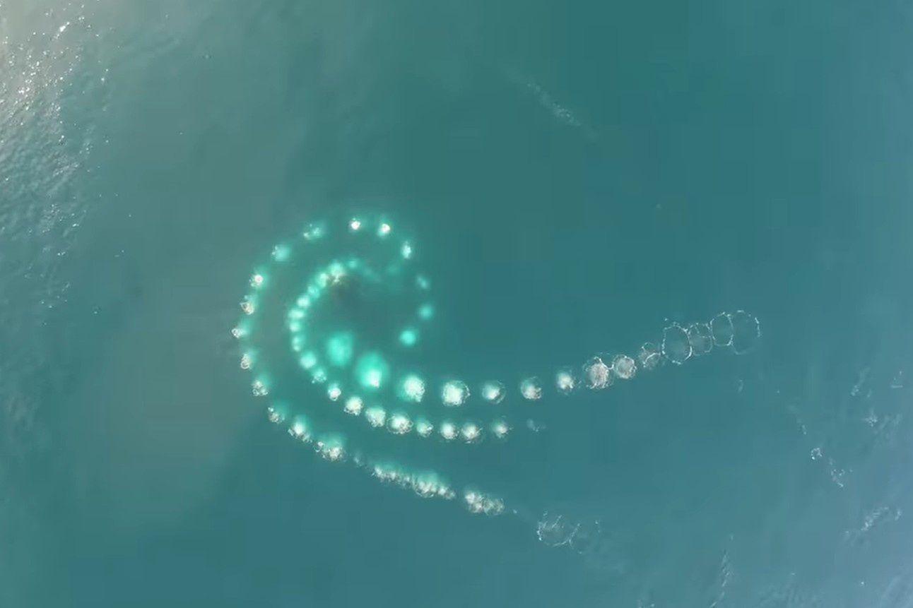 When humpbacks hunt: Catching fish with Fibonacci spirals, whales stun ...