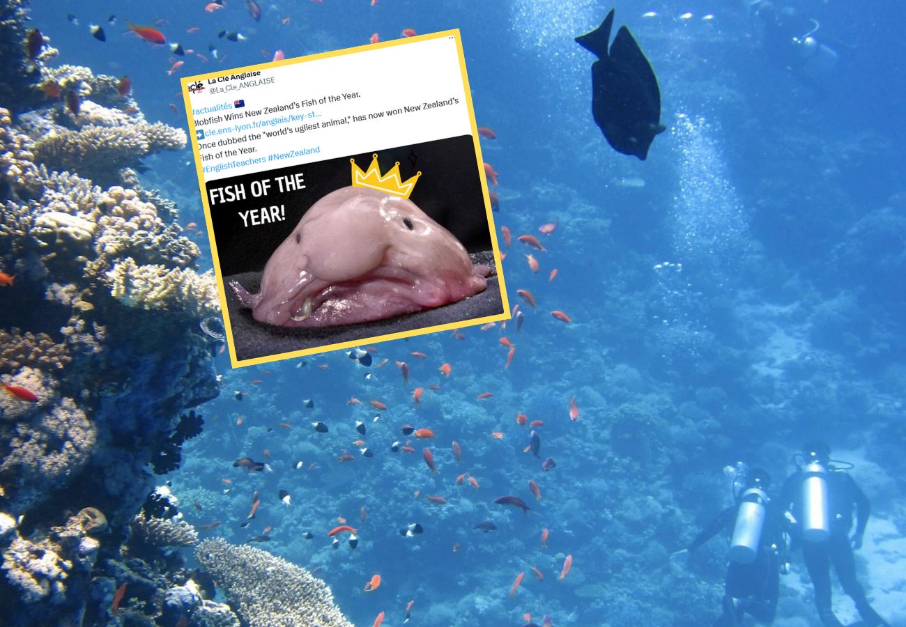 Blobfish crowned "Fish of the Year" in New Zealand