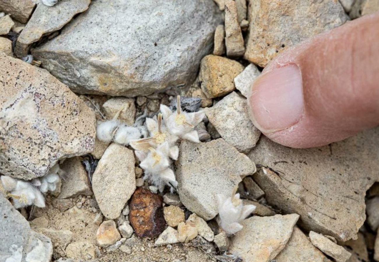 New species discovery: "Woolly devil" found in Big Bend Park