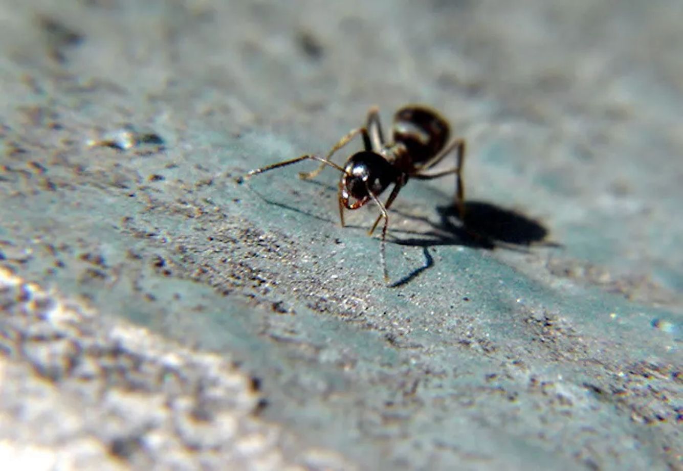 Oldest 'hell ant' fossil discovered in Brazil reshapes ant evolution