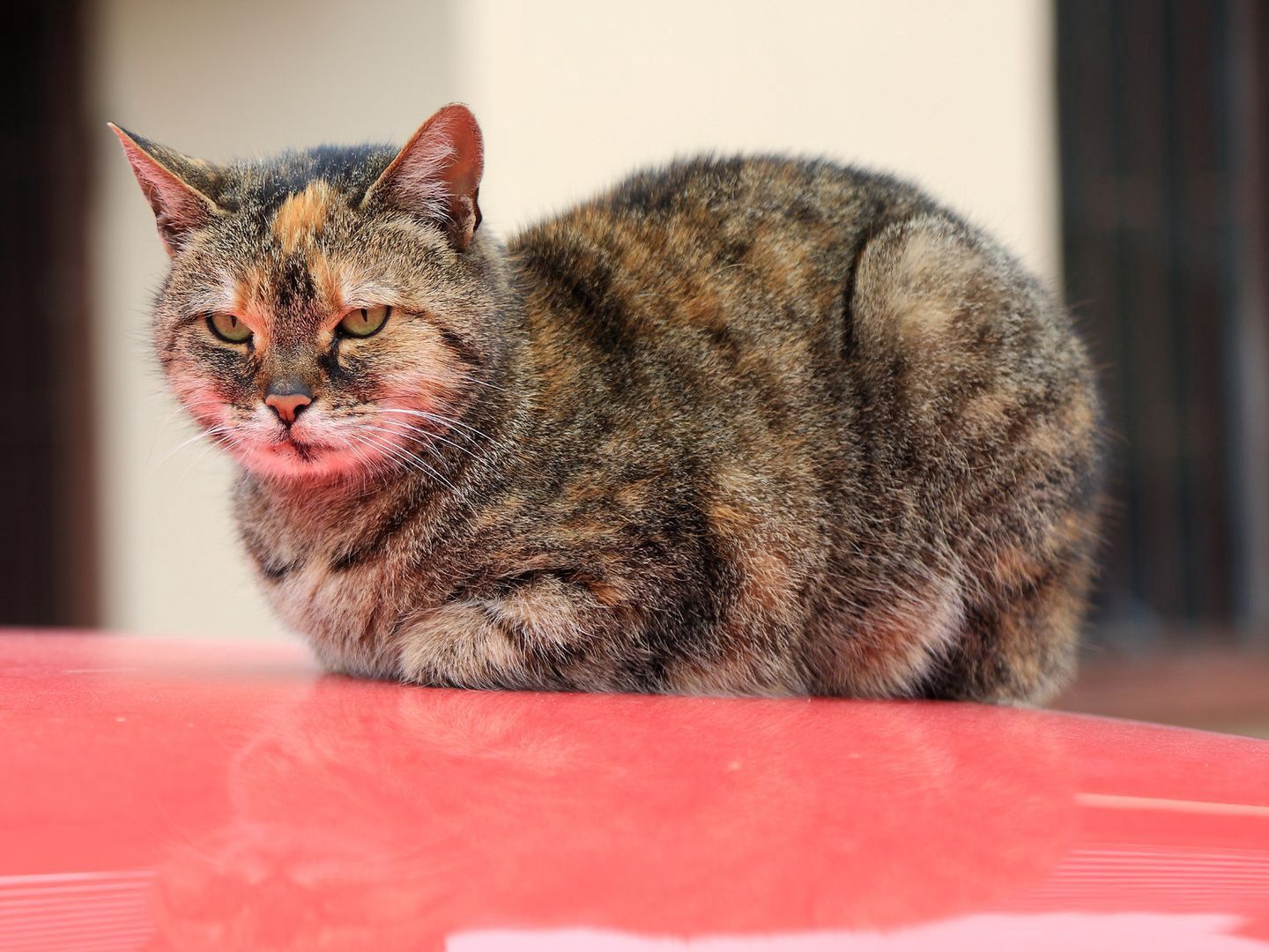 Deciphering your cat's love bites. How nibbling signifies more than ...