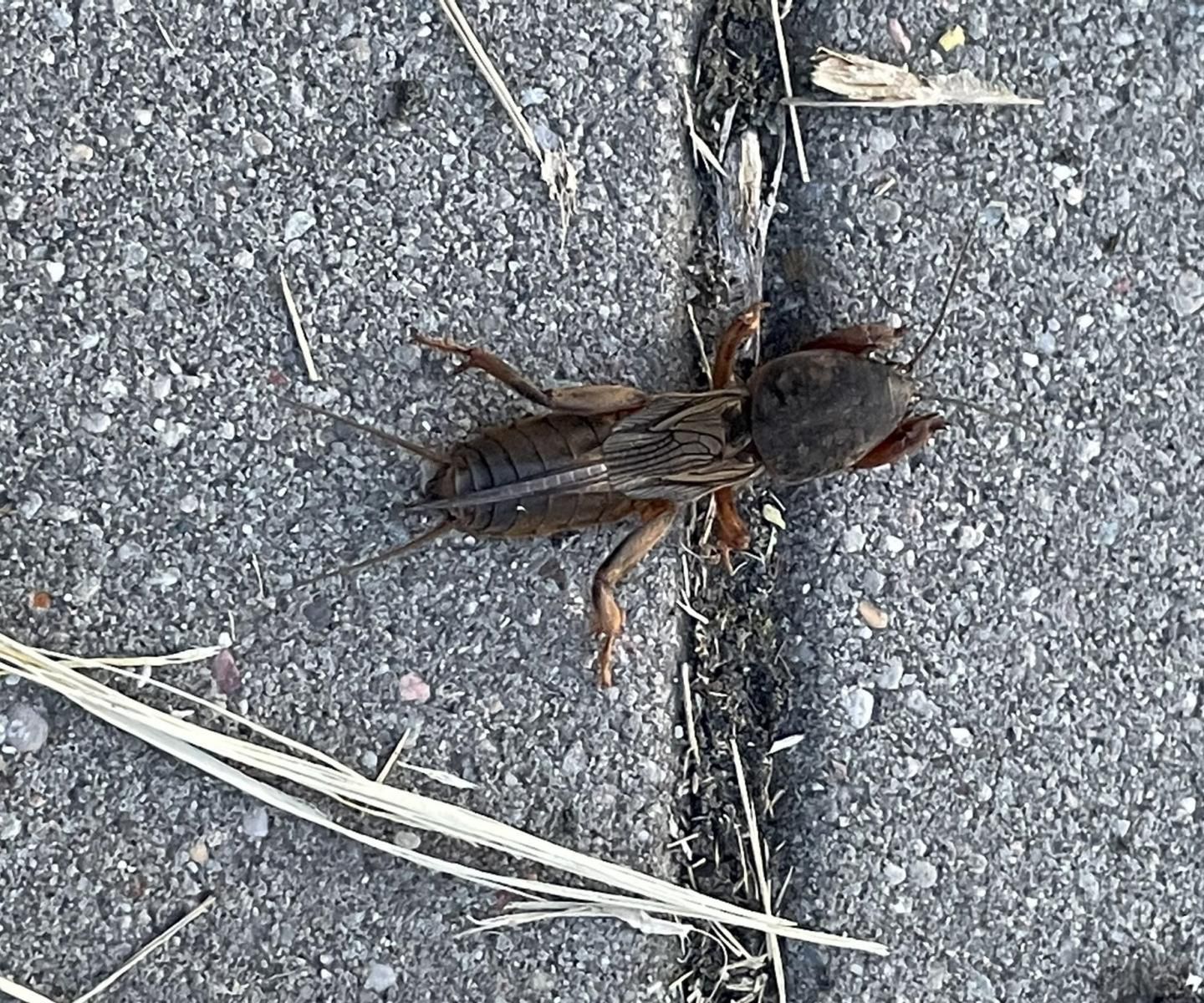 Turkuć podjadek. Niepozorny owad, który może narazić cię na tężec