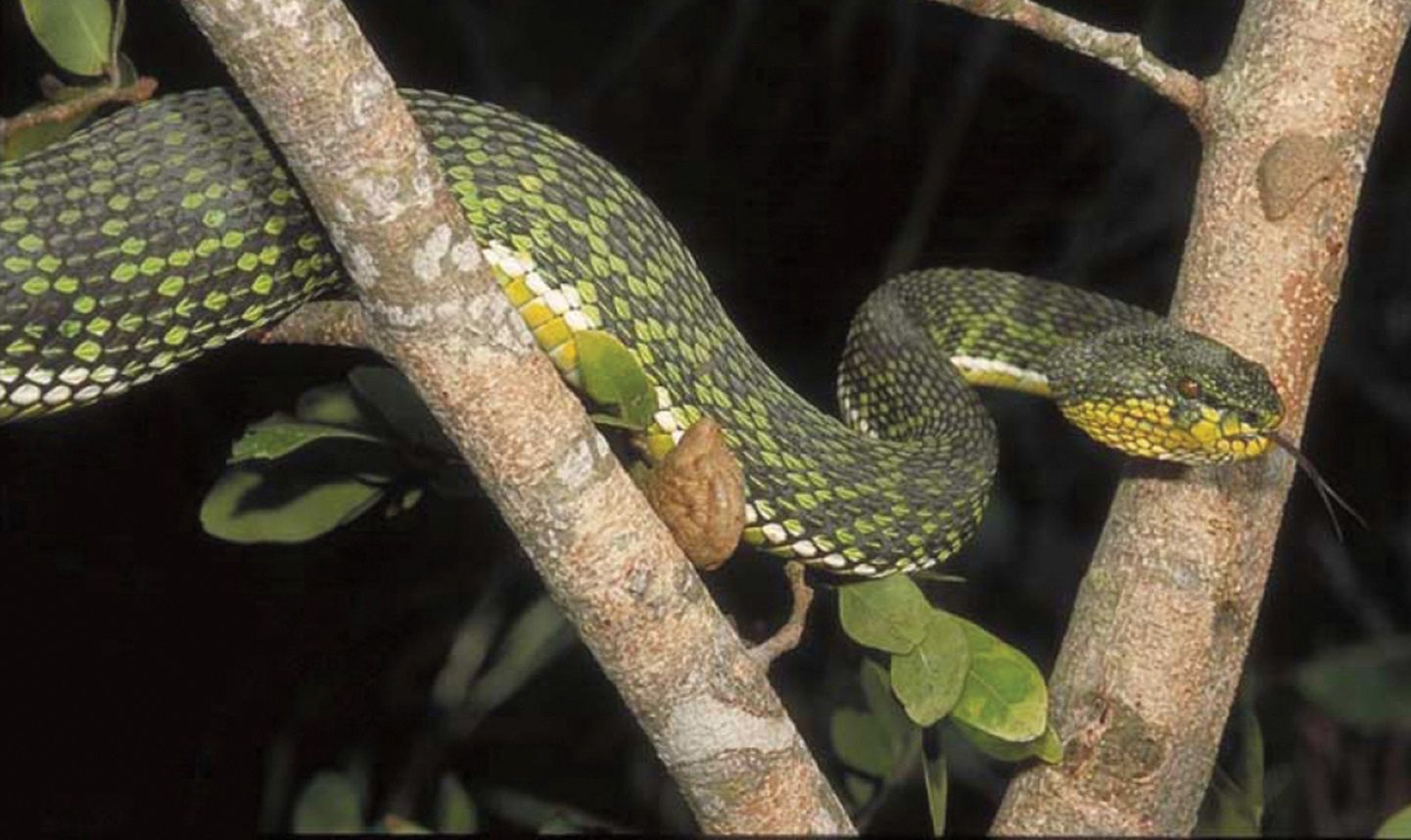 Remarkable discovery: New pit viper species with unique coloring stuns ...