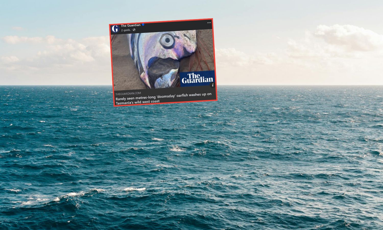 Rare 'doomsday fish' discovered on Tasmania's wild coast