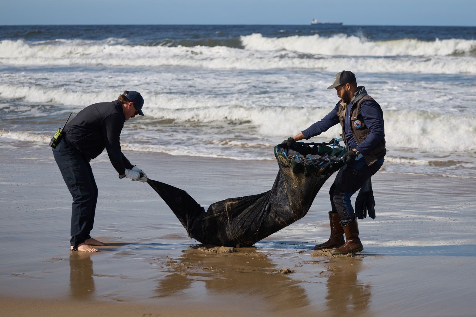 Toxic algae hits California: Sea lion crisis escalates