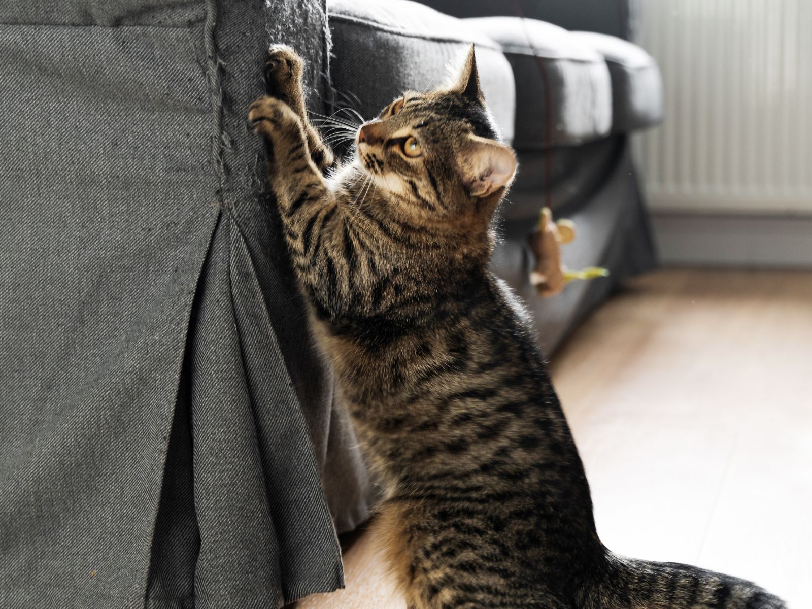 Scratching posts or love letters? New study reveals surprising reason ...